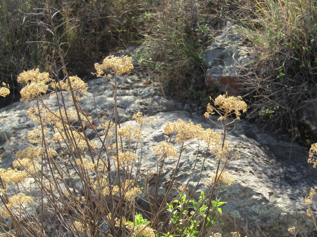 plants from Aguascalientes, Ags., México on March 4, 2018 at 08:57 PM ...