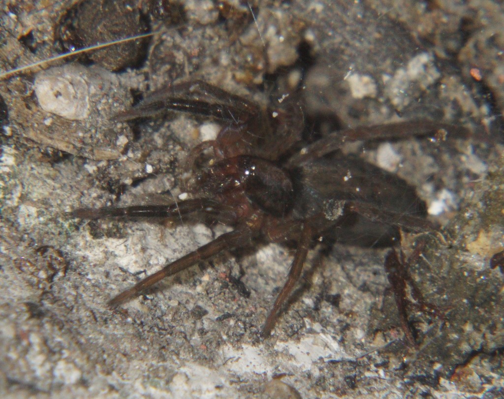 Teminius from Residencial Real Del Puente, Bufalo, Honduras on July 6 ...