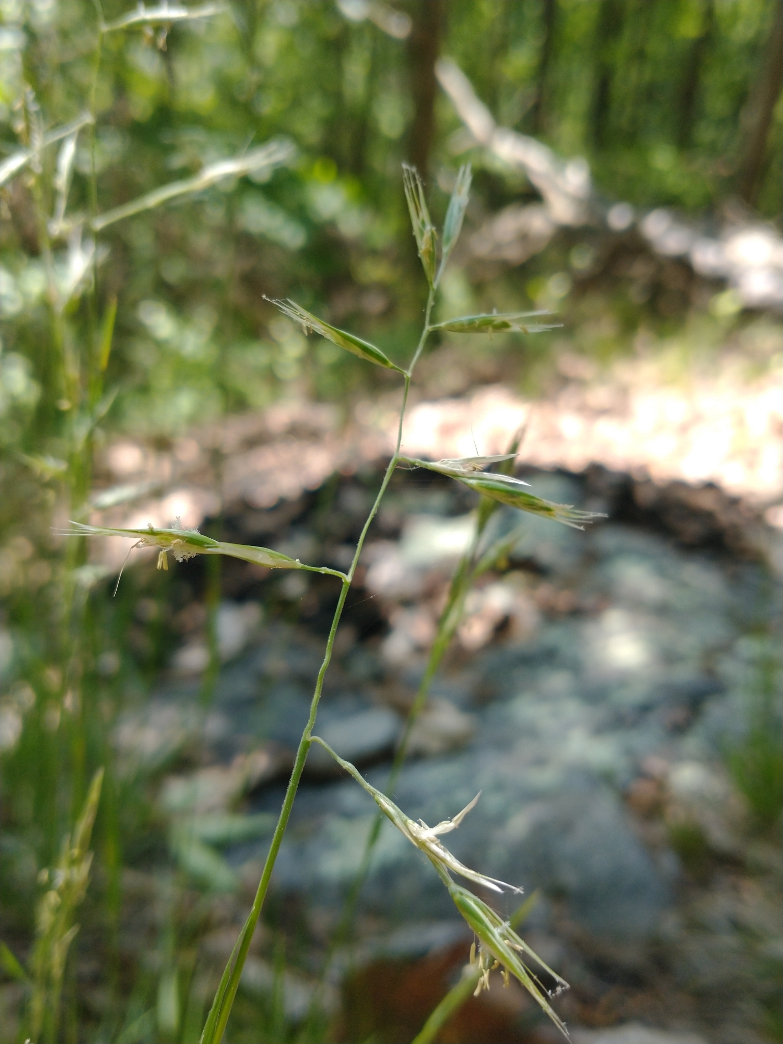Danthonia compressa Austin