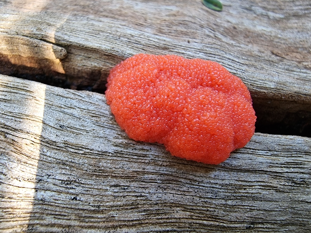 Red Raspberry Slime Mold from Belair SA 5052, Australia on July 7, 2021 ...