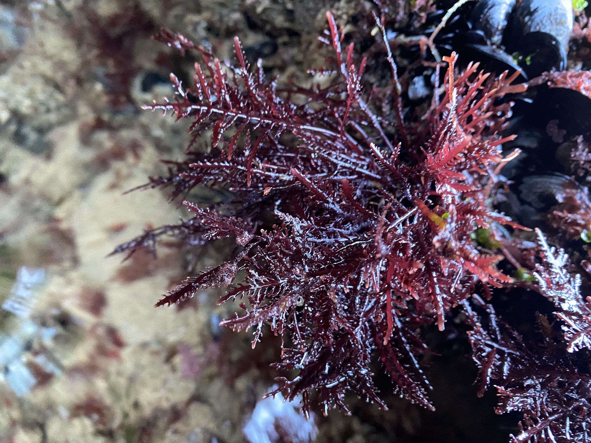 Gelidium J.V.F.Lamouroux, 1813