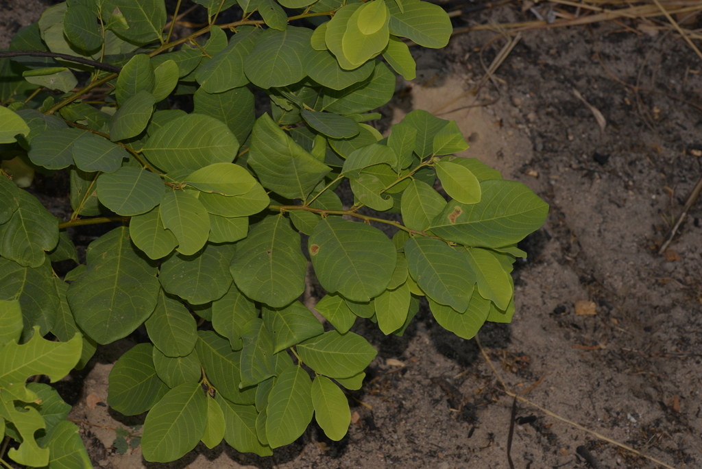 Pop-gun Seed from Gunbalanya NT 0822, Australia on June 22, 2021 at 07: ...