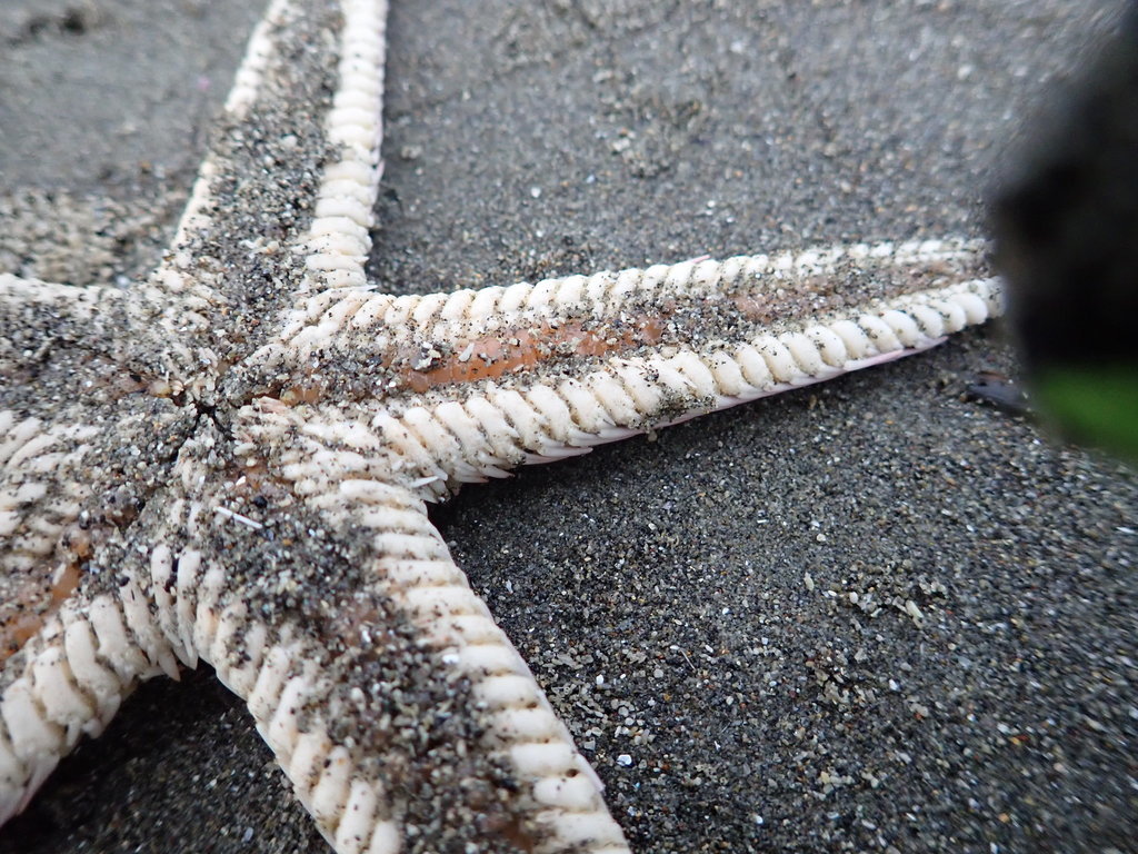 Indo-Pacific Comb Star from Foxton Beach, New Zealand on July 4, 2021 ...