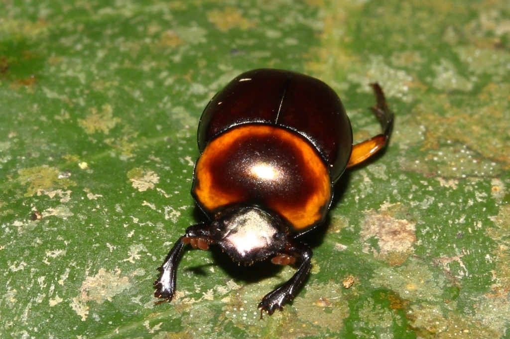 Dung Beetles from 17600, Peru on June 10, 2018 at 08:17 AM by Carlos ...
