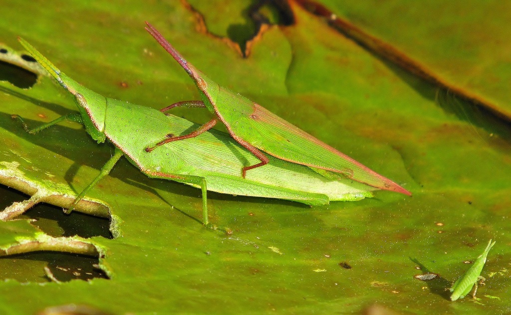 Atractomorpha acutipennis (Orthoptera (crickets and grasshoppers) of ...
