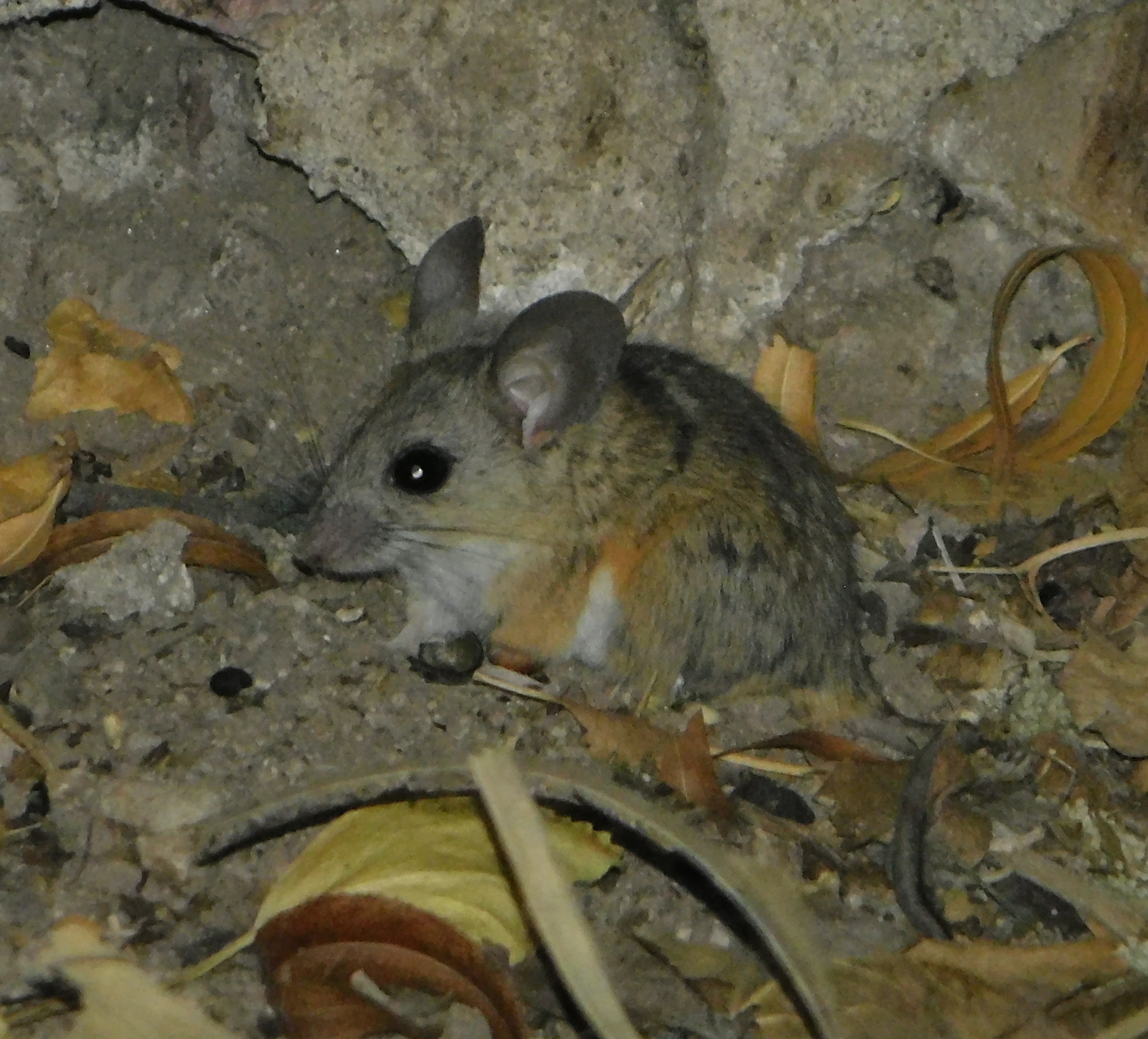 Peromyscus eremicus (Baird, 1857)