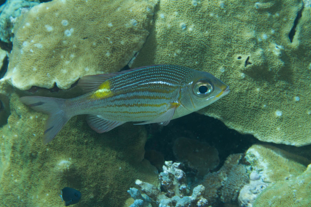 Striped Large-eye Bream (Gnathodentex aureolineatus) - Marine Life ...