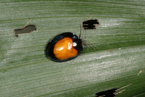(Calyptocephala)