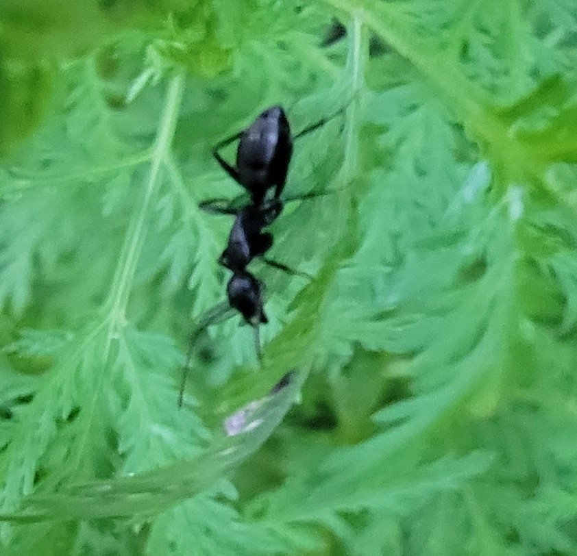 Japanese Carpenter Ant from Beijing, Beijing, CN on July 7, 2021 at 07: ...