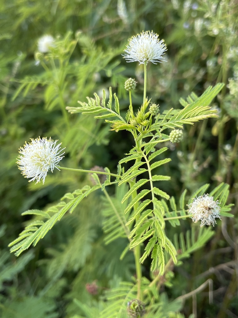 Illinois Bundleflower (Grasses and Wildflowers of Hunt County Prairies ...