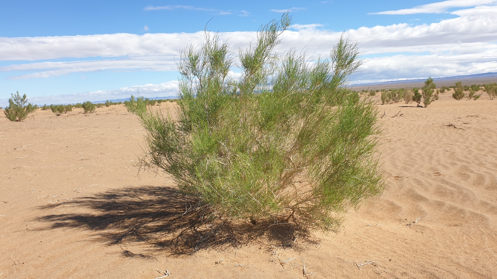 Haloxylon ammodendron (C.A.Mey.) Bunge ex Fenzl