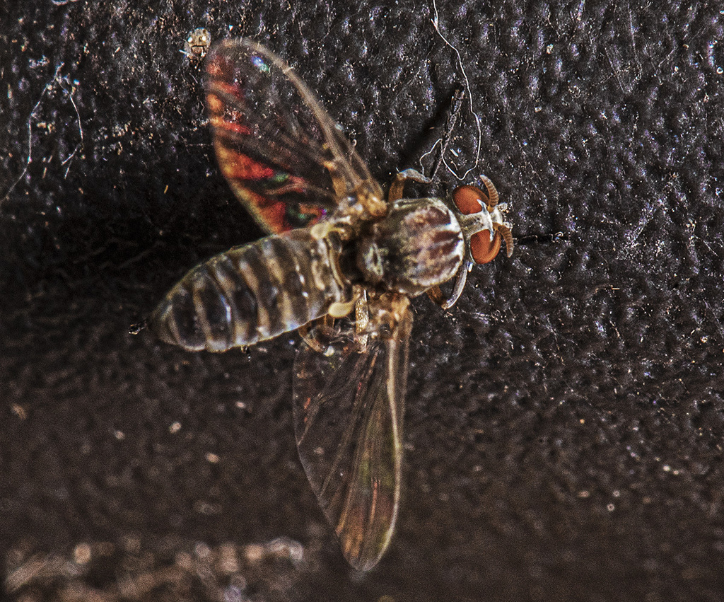 Decorous Black Fly from Canyon Lake, TX, USA on June 18, 2021 at 10:20 ...