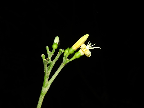 Conchocarpus guyanensis · iNaturalist