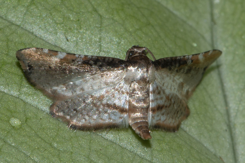Rhodoneura decoratalis · iNaturalist