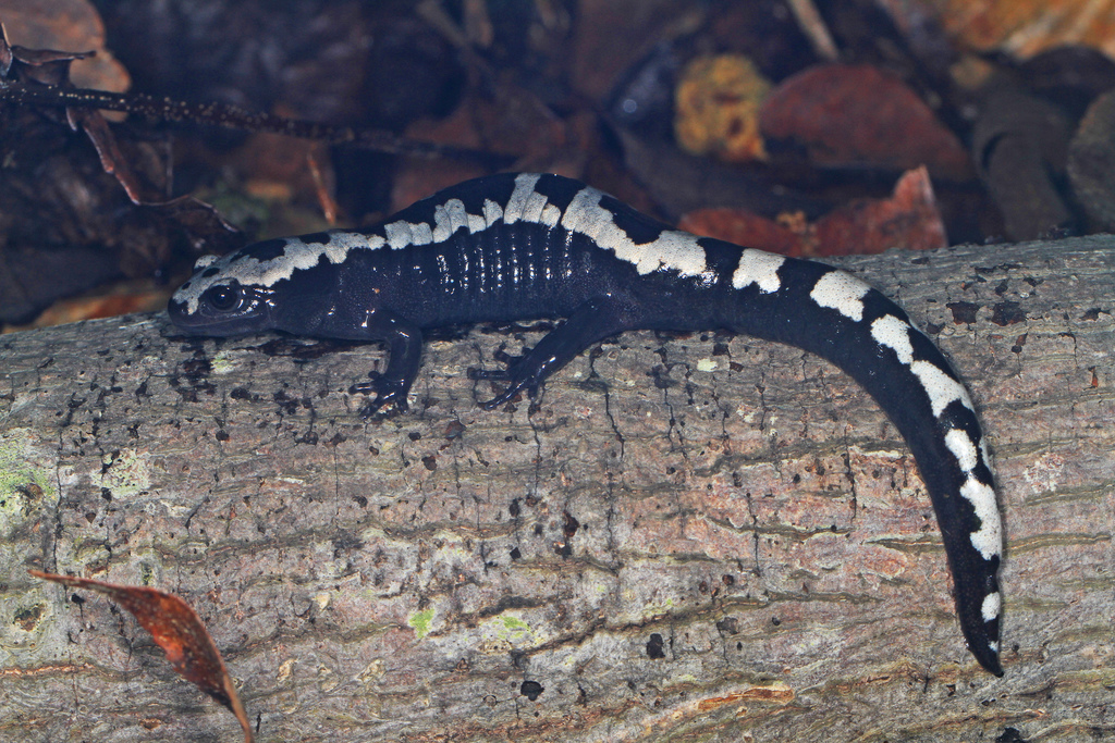 Marbled Salamander from 9740, 1361 Wrighton Rd, Lothian, MD 20711, USA ...