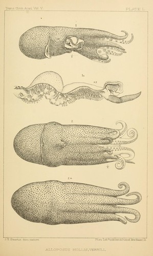 Seven-armed Octopuses (Family Alloposidae) · iNaturalist