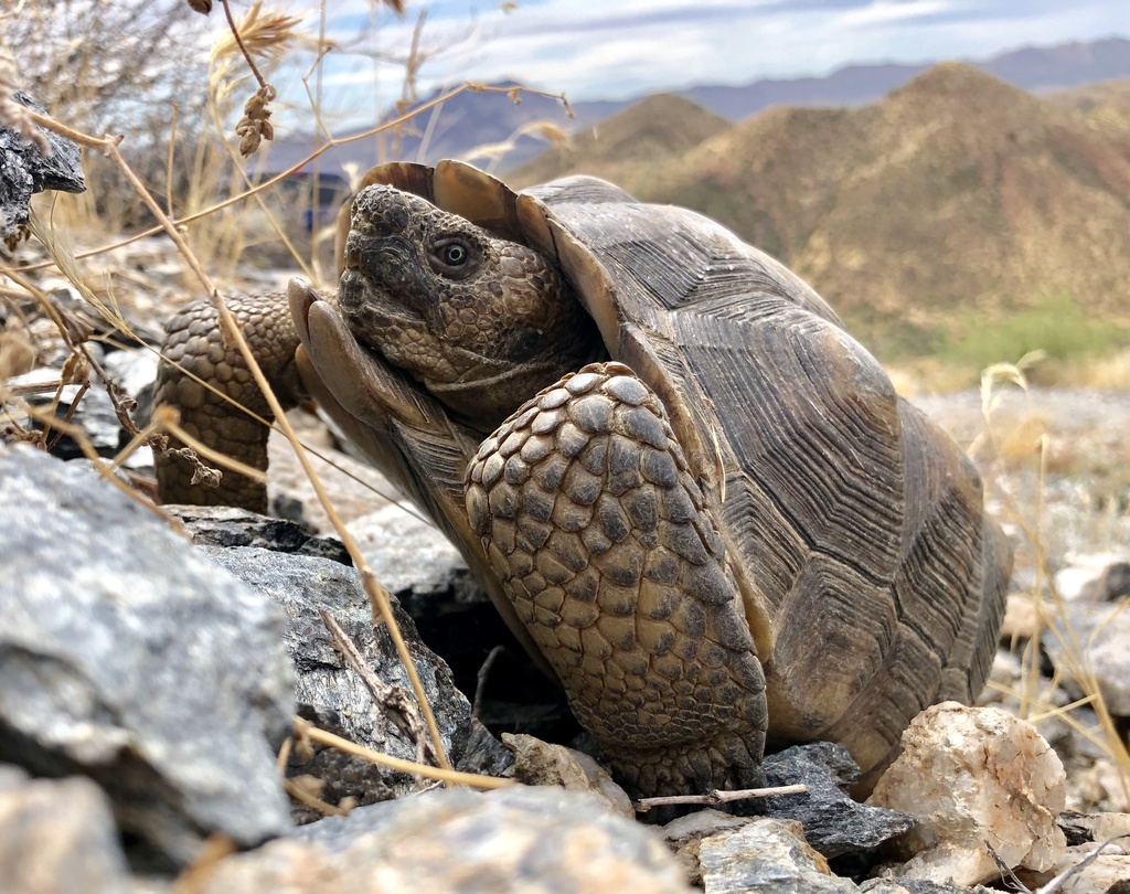 Sonoran Desert Tortoise from Tonto National Forest, Superior, AZ, US on ...