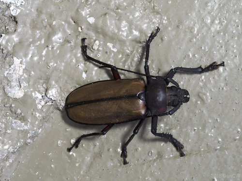 Rhaphipodus suturalis · iNaturalist