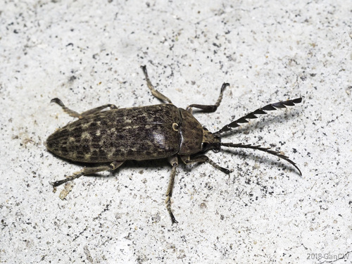 Forest Stream Beetles (Family Eulichadidae) · iNaturalist