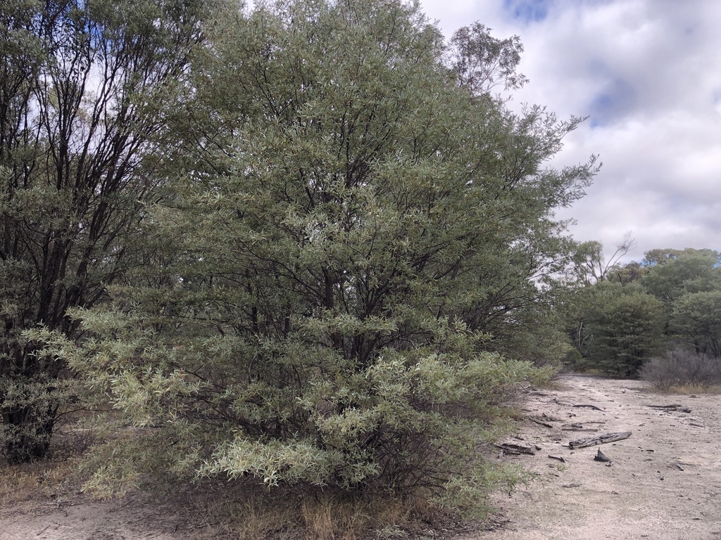 bendee from Ballaroo, QLD, AU on July 2, 2021 at 02:44 PM by spookpadda ...