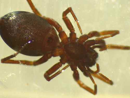 Micaria alpina · iNaturalist