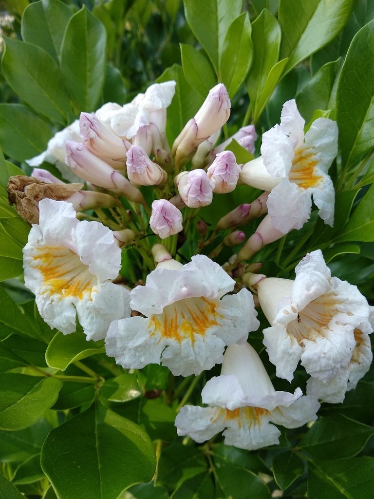 Kunming Tree Jasmine from Kallang, Singapore on March 15, 2018 at 05:11 ...