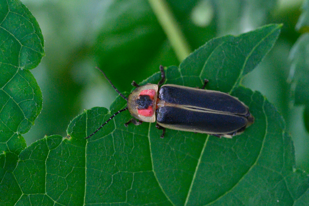 Photinus from Montgomery, Maryland, United States on July 7, 2021 at 08 ...