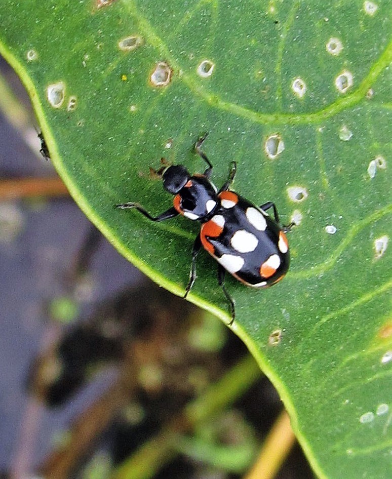 Eriopis connexa (Florianopolis - Insects, no Lepidoptera) · iNaturalist
