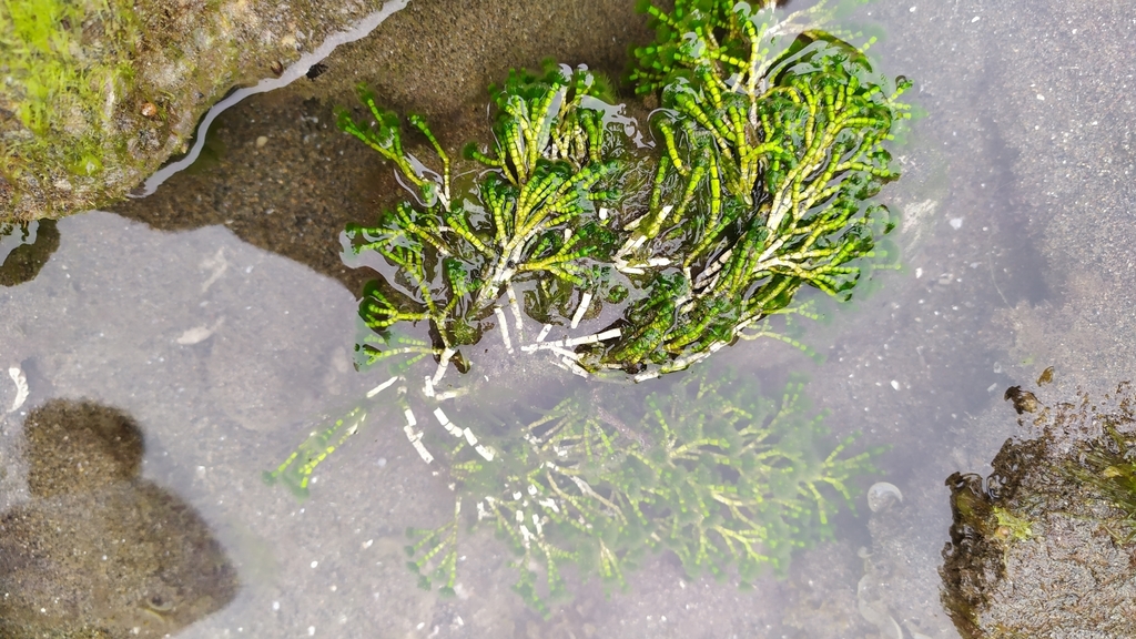 Cymopolia barbata from Mexico on July 3, 2021 at 05:33 PM by Sergio ...