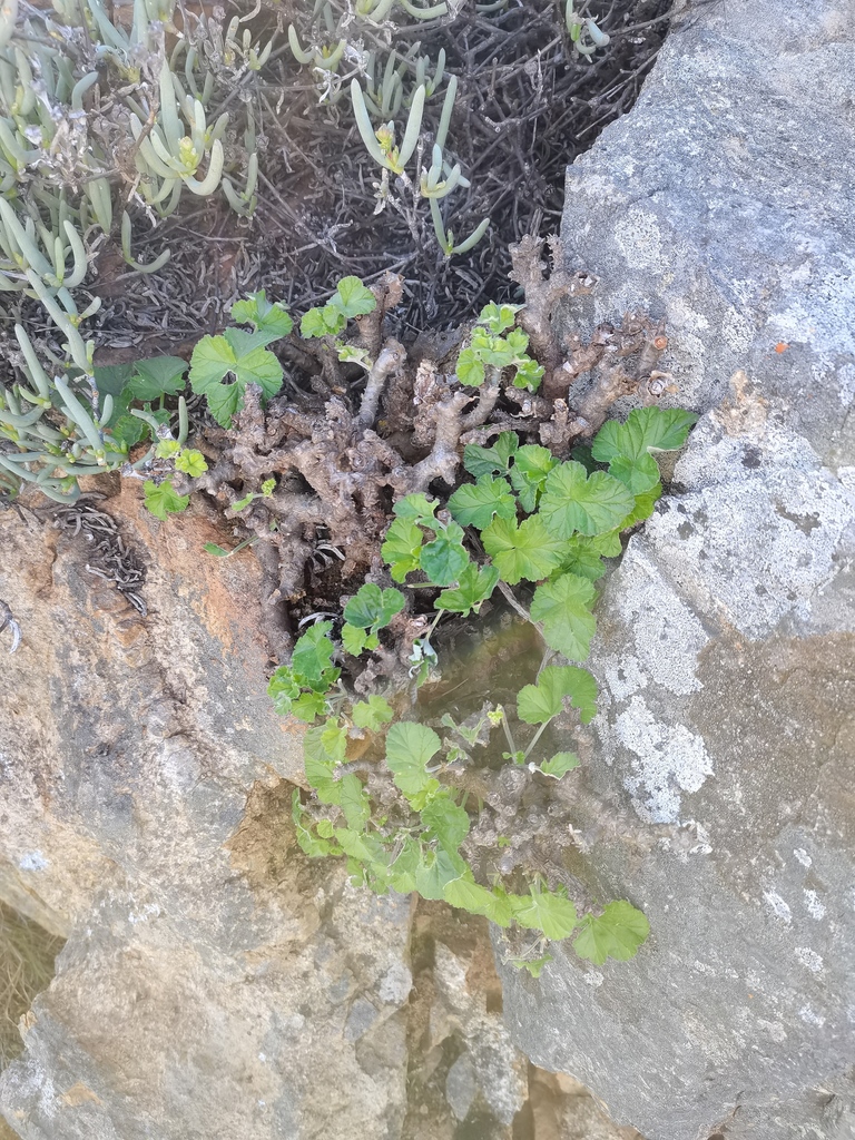 cactus geranium from Namakwa, South Africa on July 05, 2021 at 04:34 PM ...
