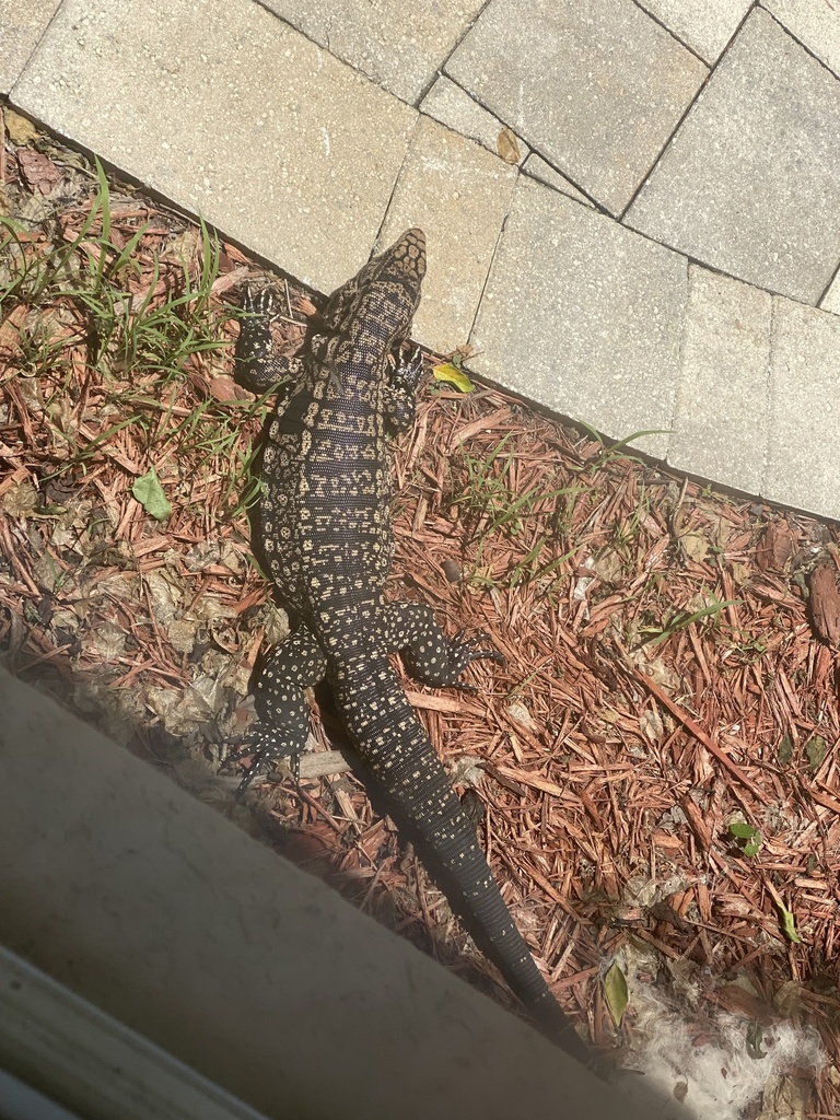 Argentine Black-and-white Tegu from River Close Blvd, Valrico, FL, US ...