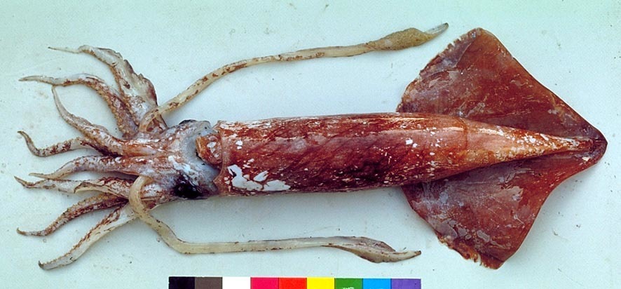 Schoolmaster Armhook Squid (Cephalopods of the United States) · iNaturalist