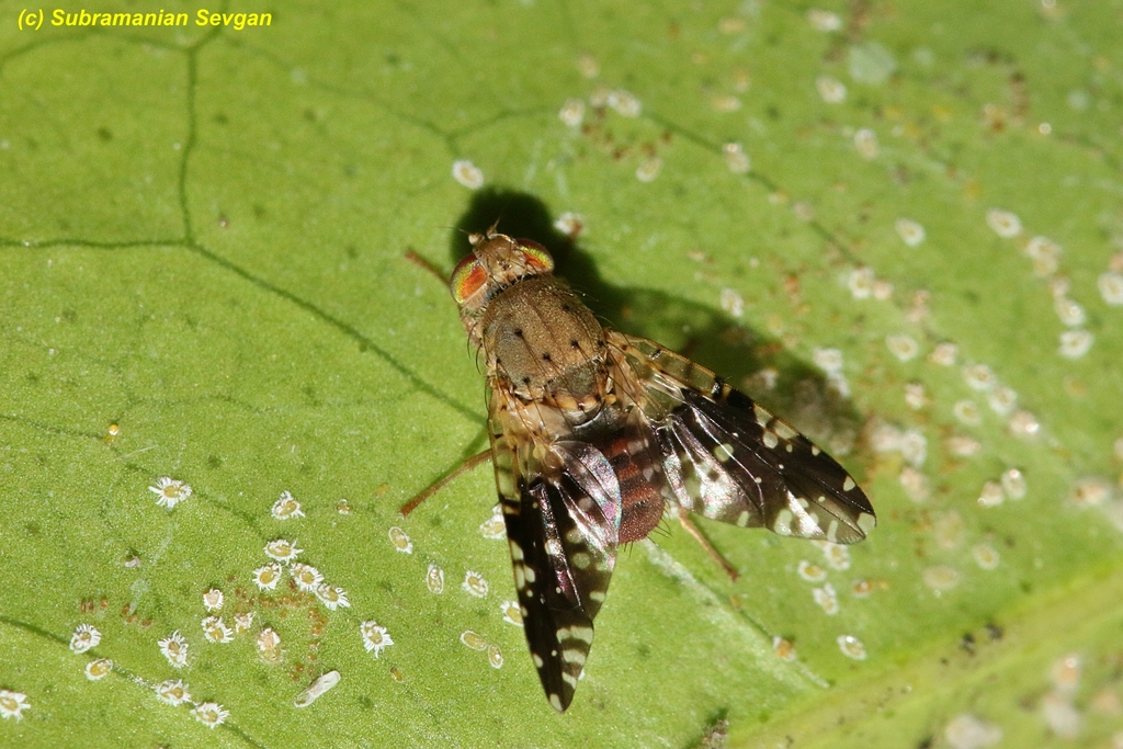 Pliomelaena stevensoni from Kasarani, Nairobi, Kenya on July 7, 2021 at ...