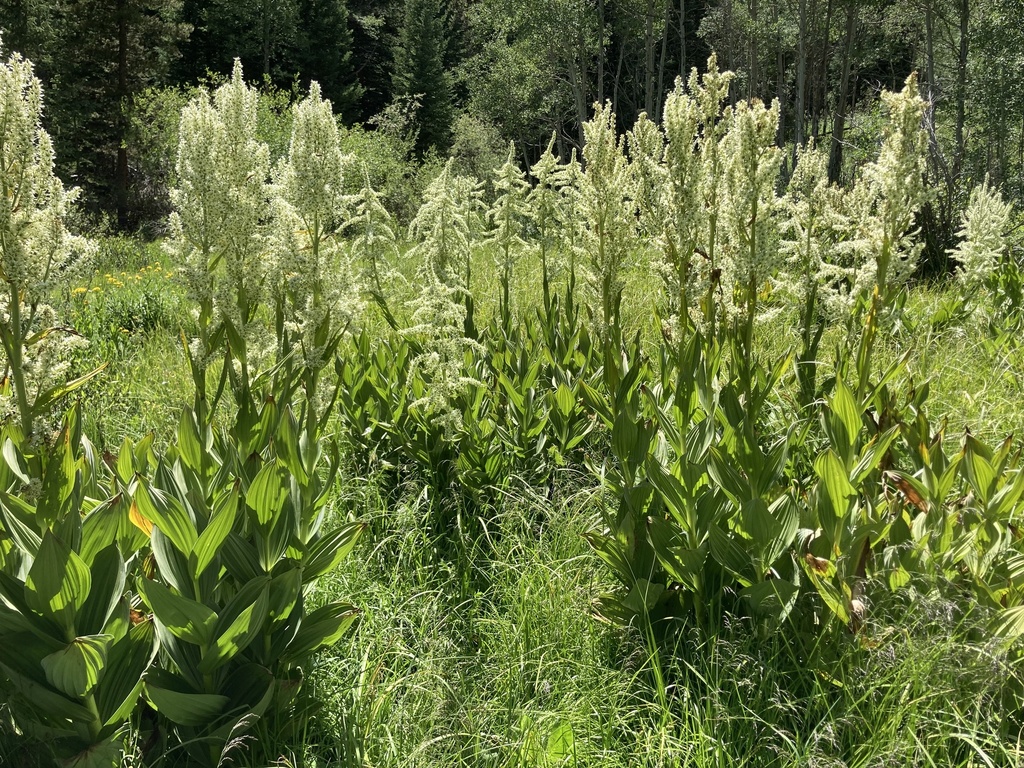 Corn Lily from White River National Forest, Silverthorne, CO, US on ...