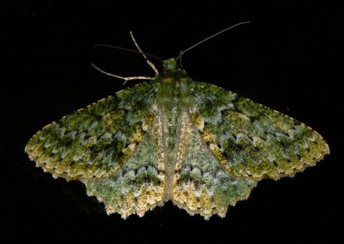 Herochroma usneata · iNaturalist