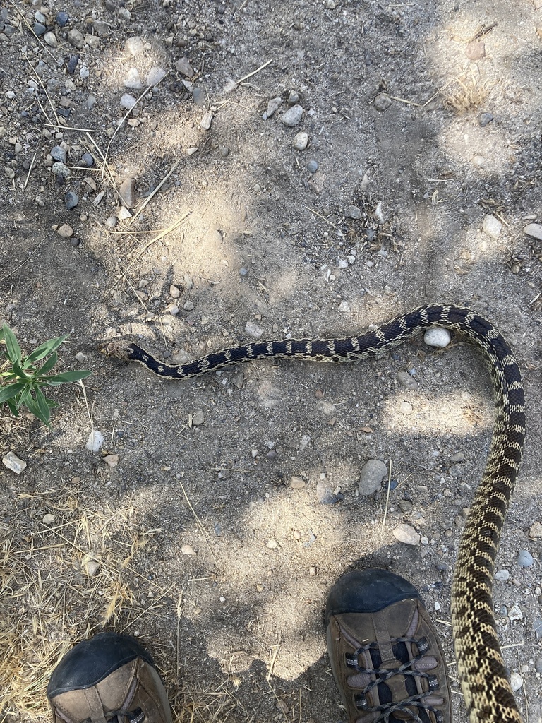 Gopher Snake from Nampa, ID, US on July 07, 2021 at 11:25 AM by Charlie ...