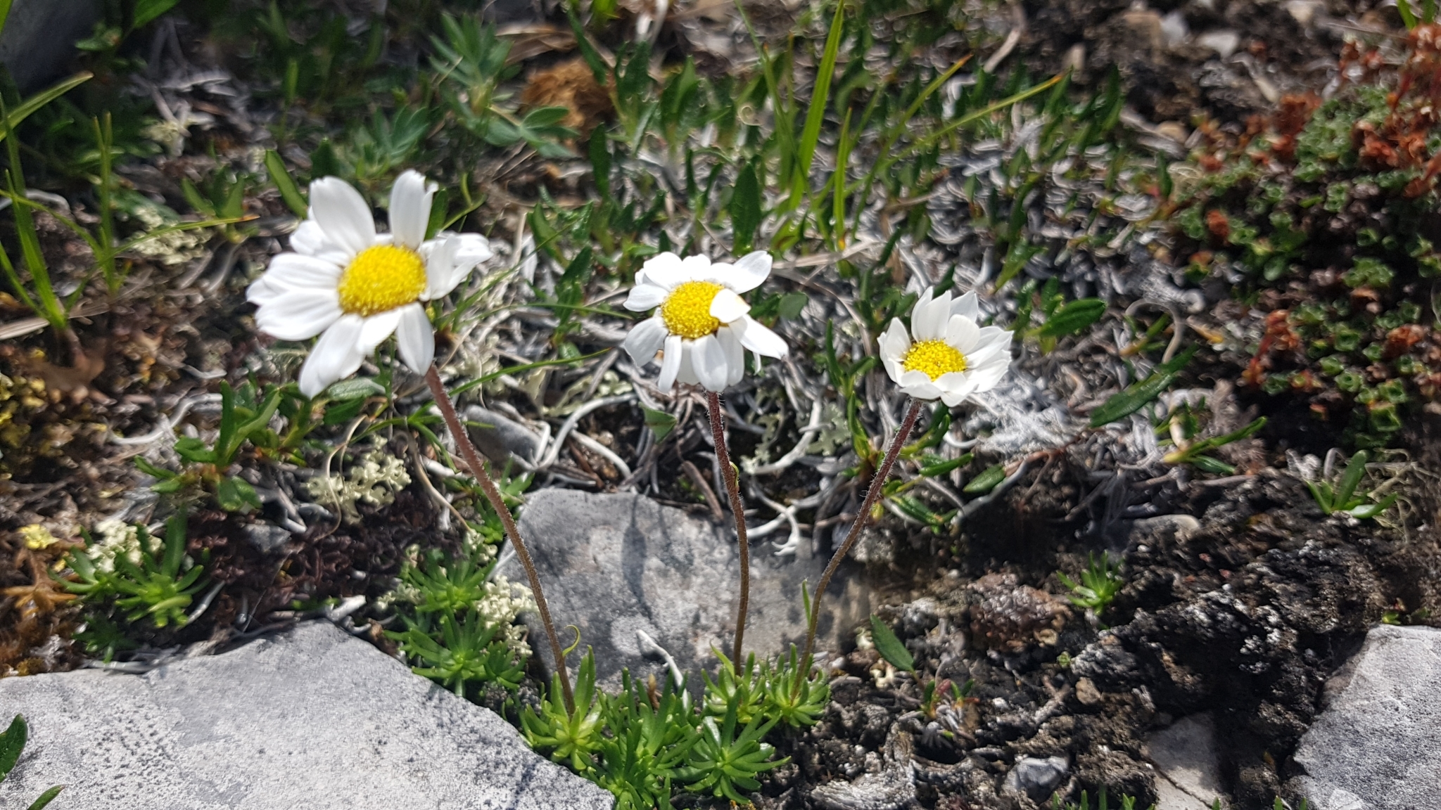 Arctanthemum integrifolium (Richards.) Tzvelev