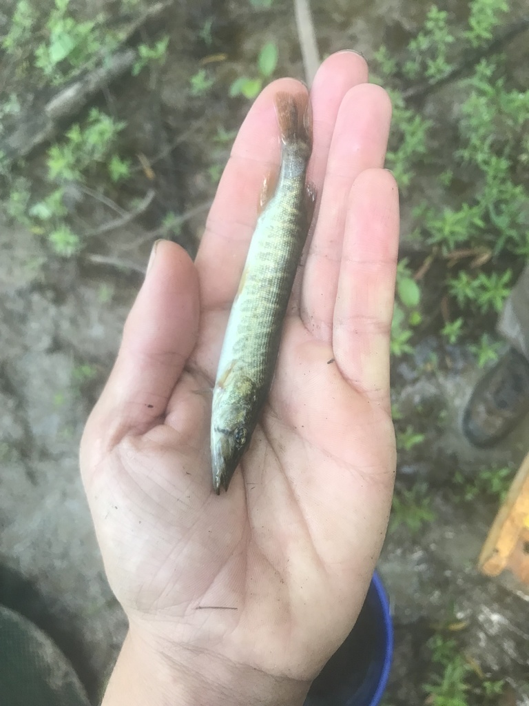 Grass Pickerel in July 2021 by Adrian Macedo · iNaturalist