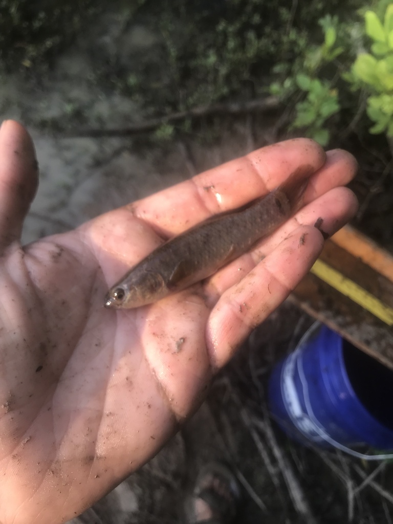 Central Mudminnow in July 2021 by Adrian Macedo · iNaturalist