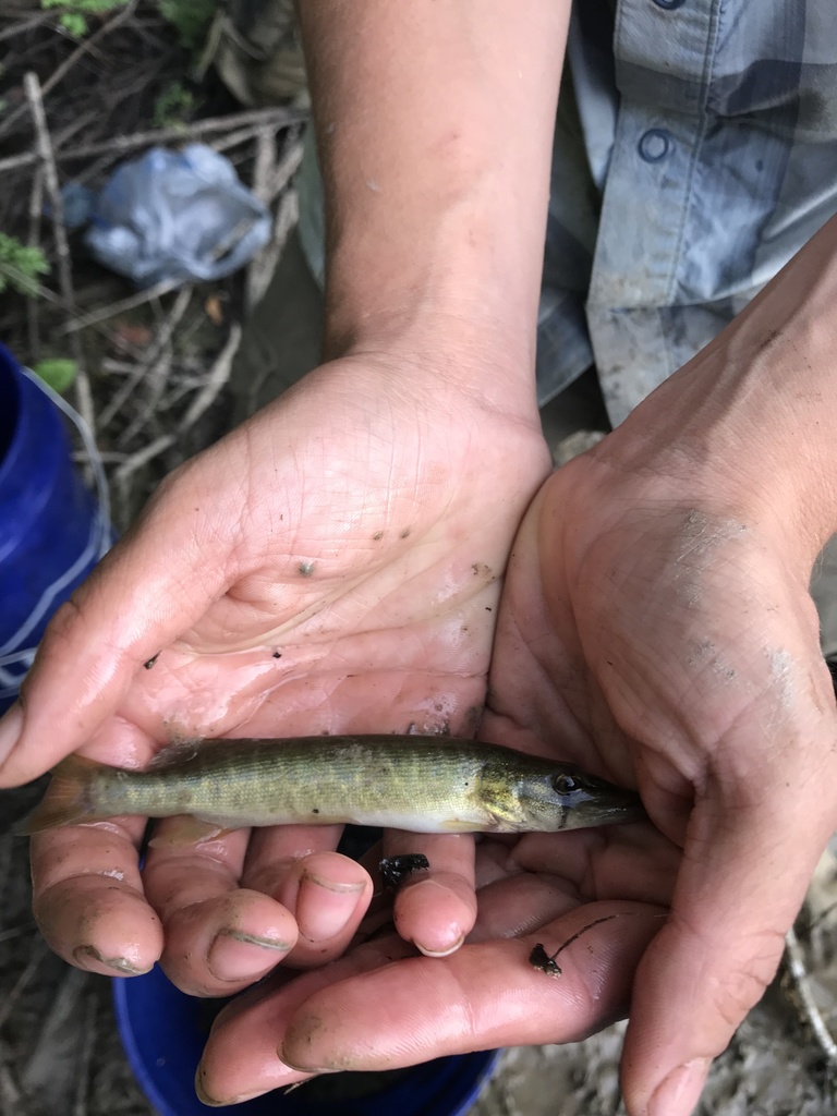 Grass Pickerel in July 2021 by Adrian Macedo · iNaturalist