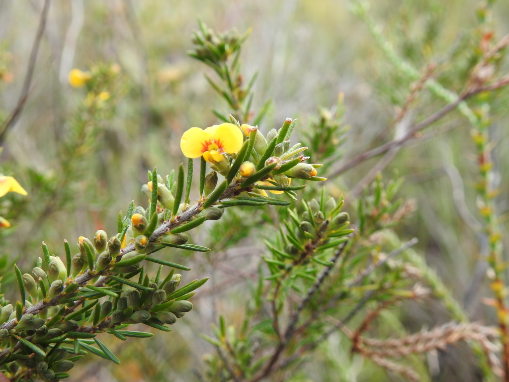 Parrot Pea from Cooloola QLD 4580, Australia on July 07, 2021 at 10:41 ...