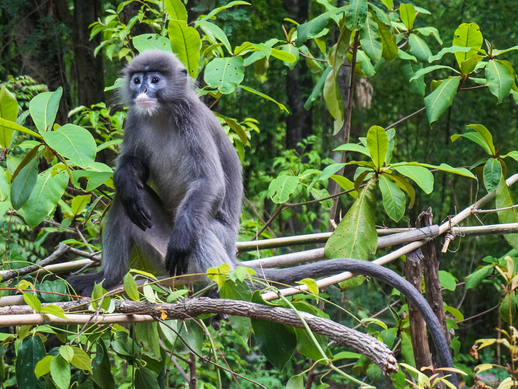 Shan Langur (Trachypithecus melamera) - Know Your Mammals