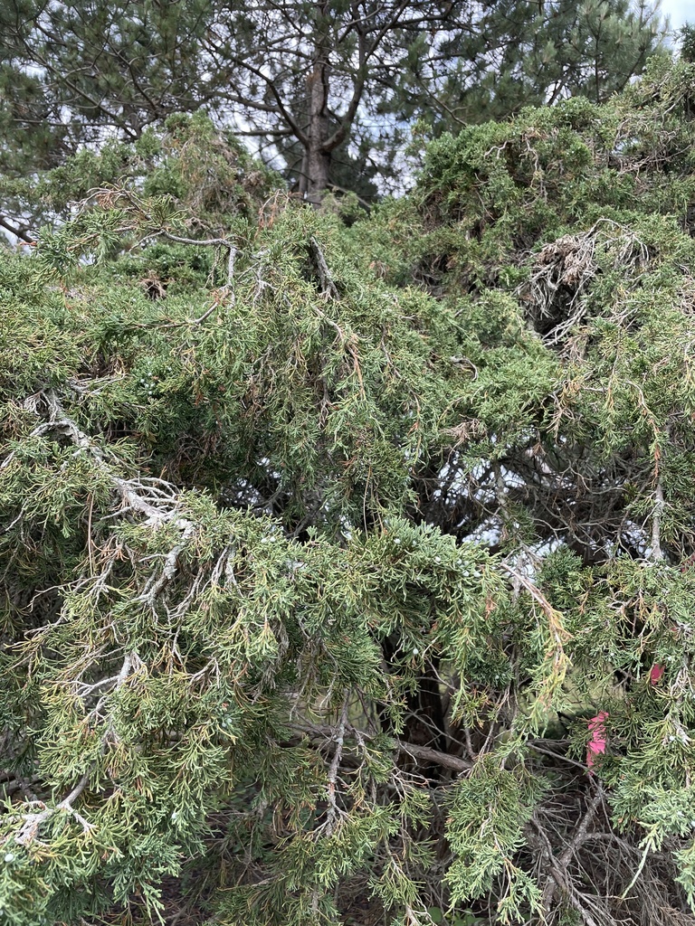 common juniper from Point Rd, Cape Elizabeth, ME, US on July 7, 2021 at ...
