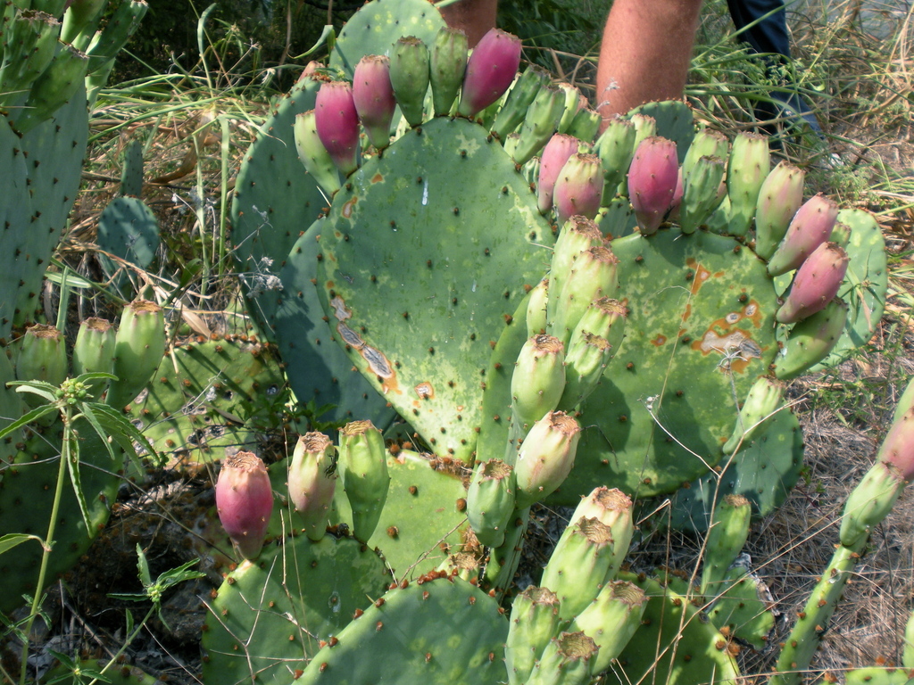 Texas prickly pear (Flowering Plants of the Trans-Pecos of Texas ...