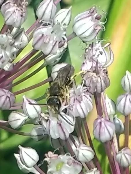 Furrow Bees in July 2021 by Pam Phillips. On leek flowers · iNaturalist