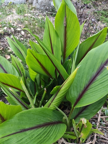 black turmeric (Curcuma caesia) · iNaturalist