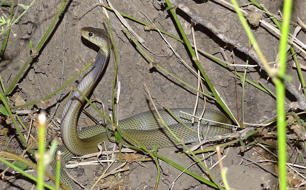 Red Spitting Cobra (Naja pallida) - Snakes and Lizards