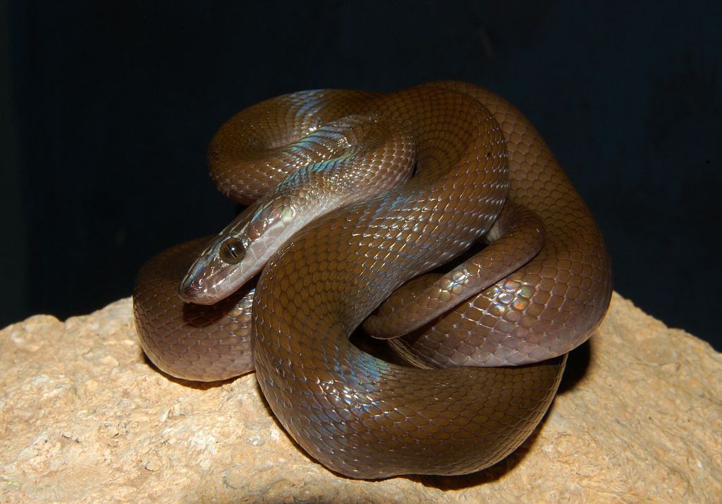 Brown House Snake (HX - Fauna of the Bissagos) · iNaturalist