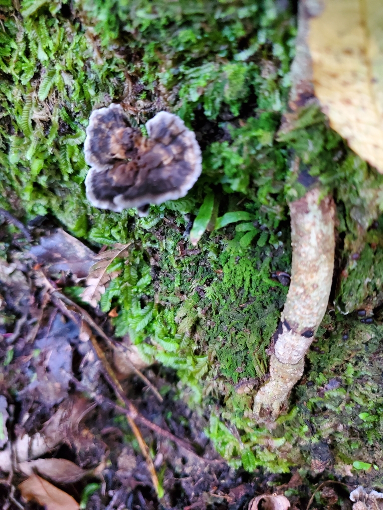 Phellodon sinclairii from Stokes Valley, Lower Hutt, New Zealand on ...