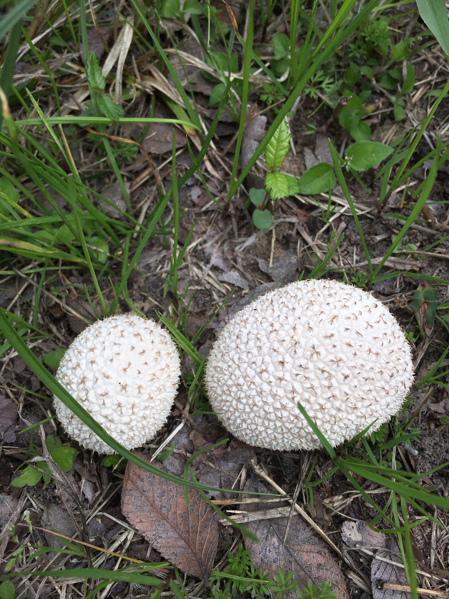 Phylum Basidiomycota Puffballs